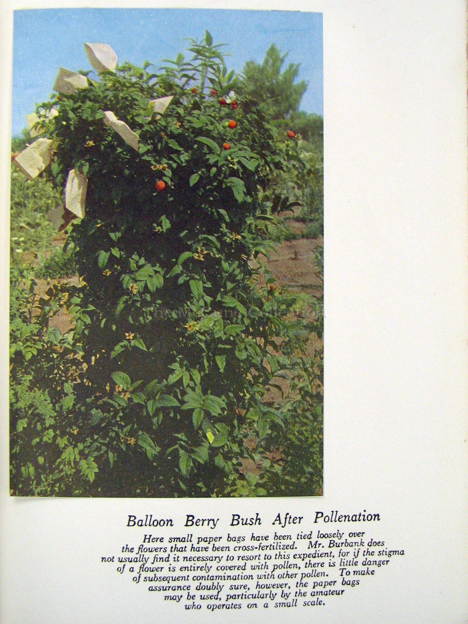 Luther Burbank. His Methods and Discoveries. Vol. III. • The McCune ...